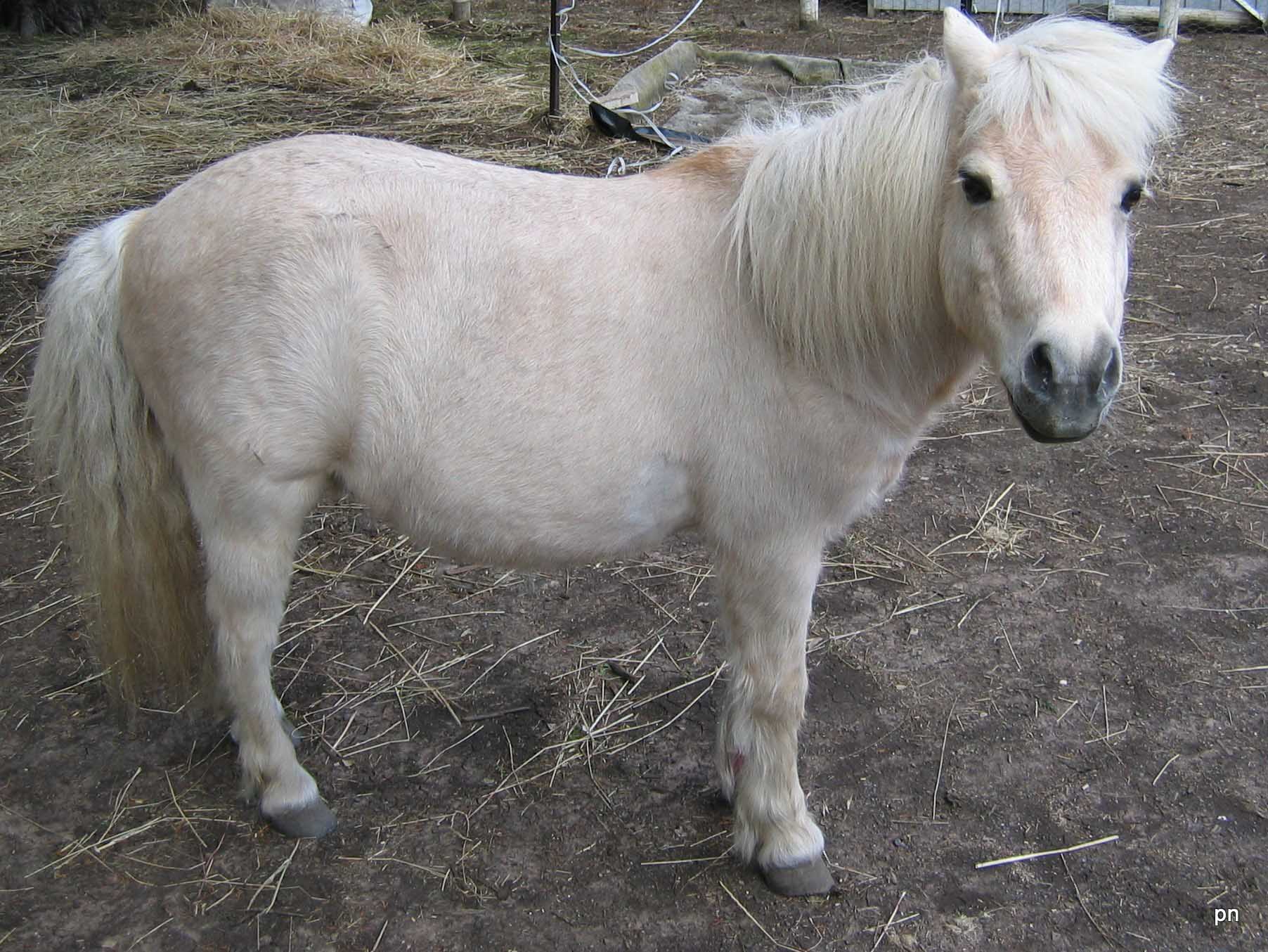 Physiology of PPID | ECIR Group, Inc.